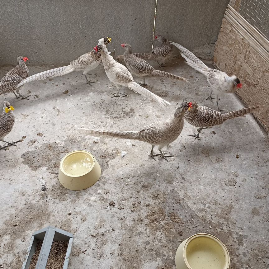 Фазаны, куропатки