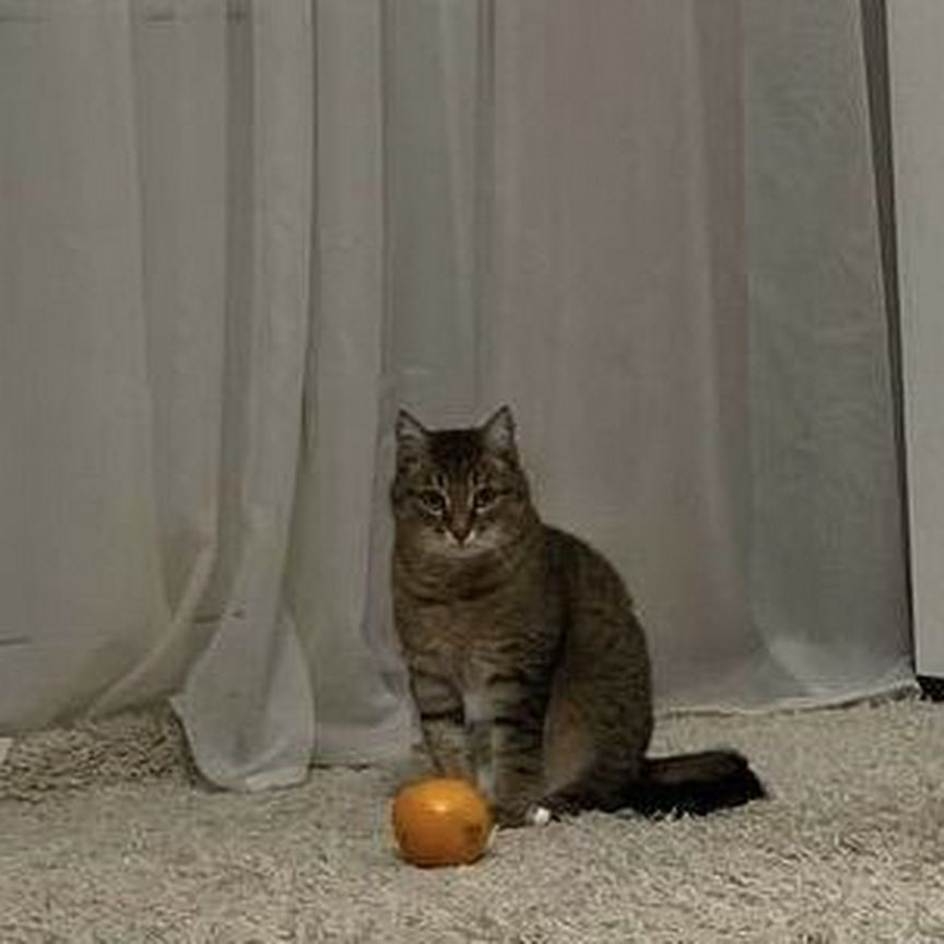 Взрослая, кошка в добрые руки