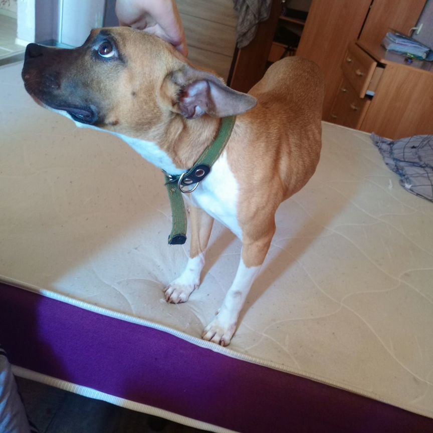 Стаффорширдский терьер бесплатно