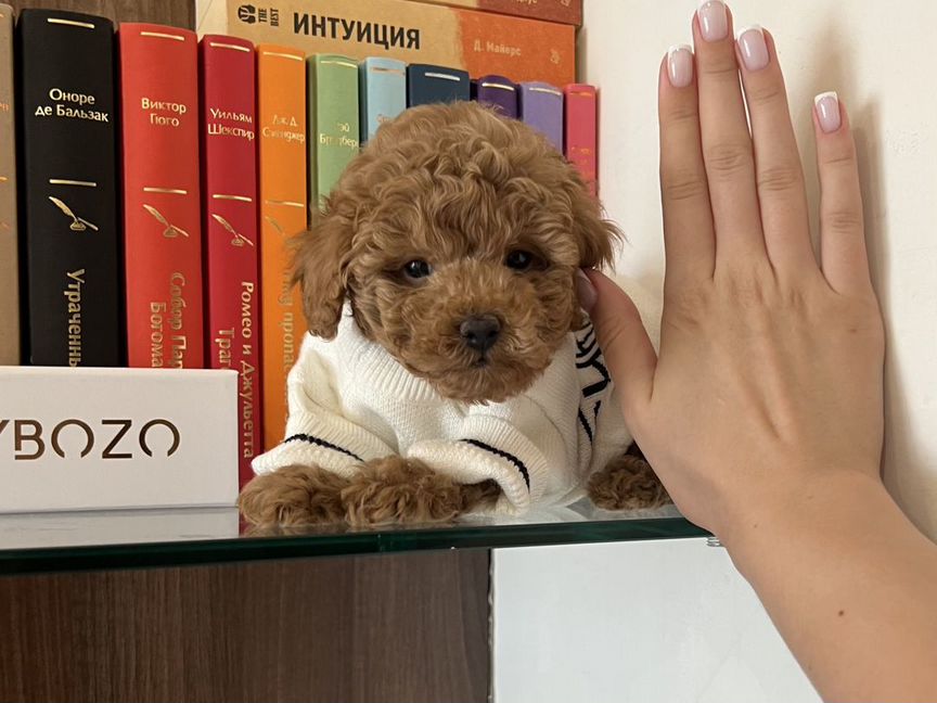 Той-пудель mini щенок