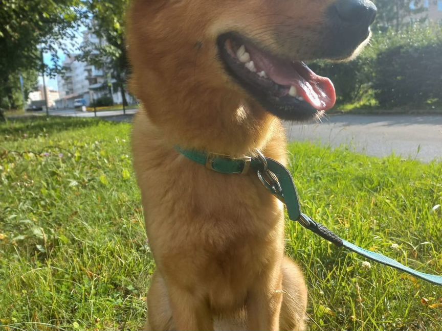 Отдам в добрые руки