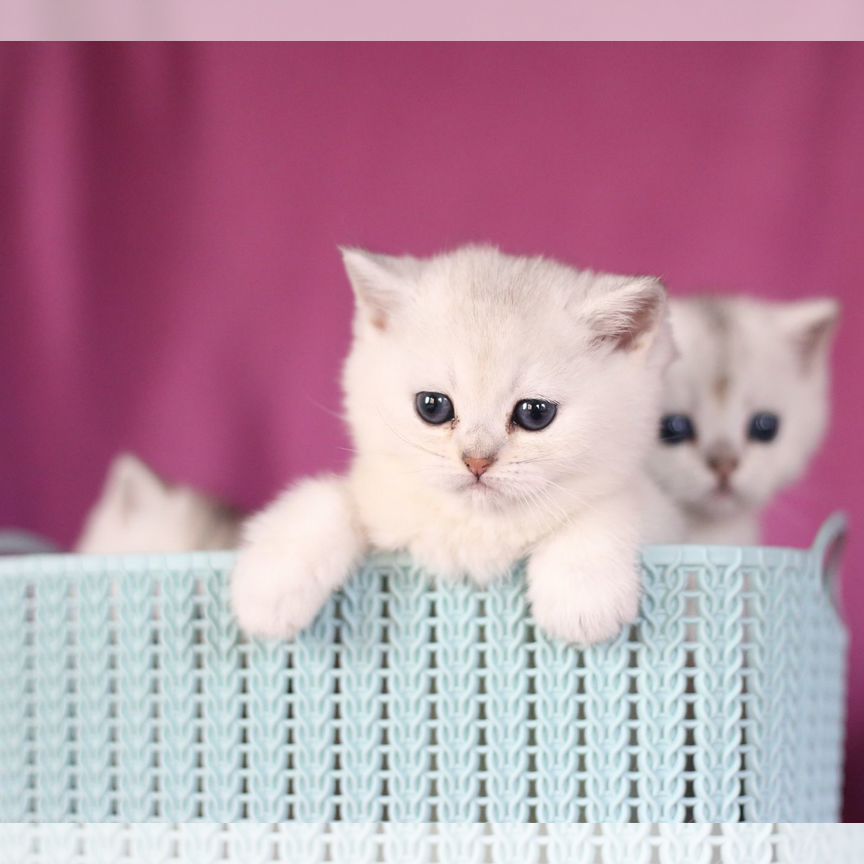 Британский короткошёрстный котёнок