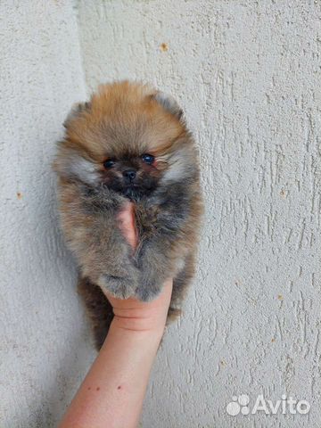 Померанский шпиц крохотная девочка