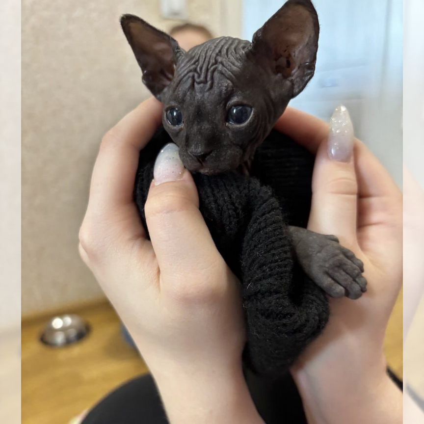 Канадский сфинкс котёнок