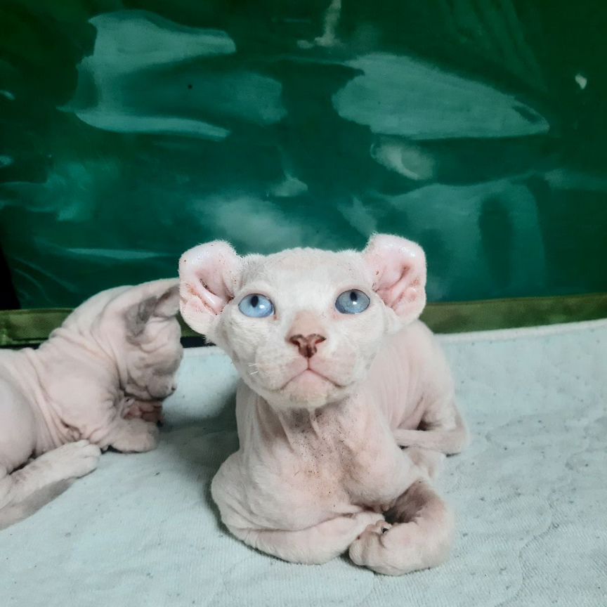 Котенок двельф разноглазая