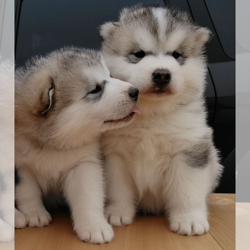 Аляскинский маламут, щенок