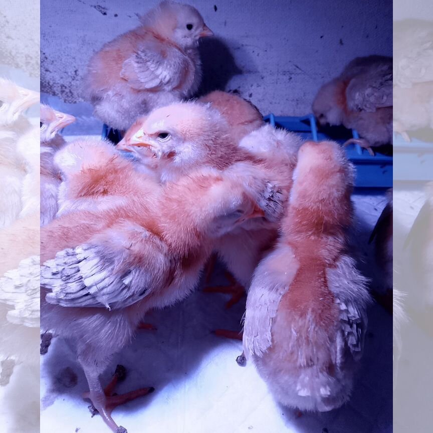 Цыплята цветной бройлер редбро