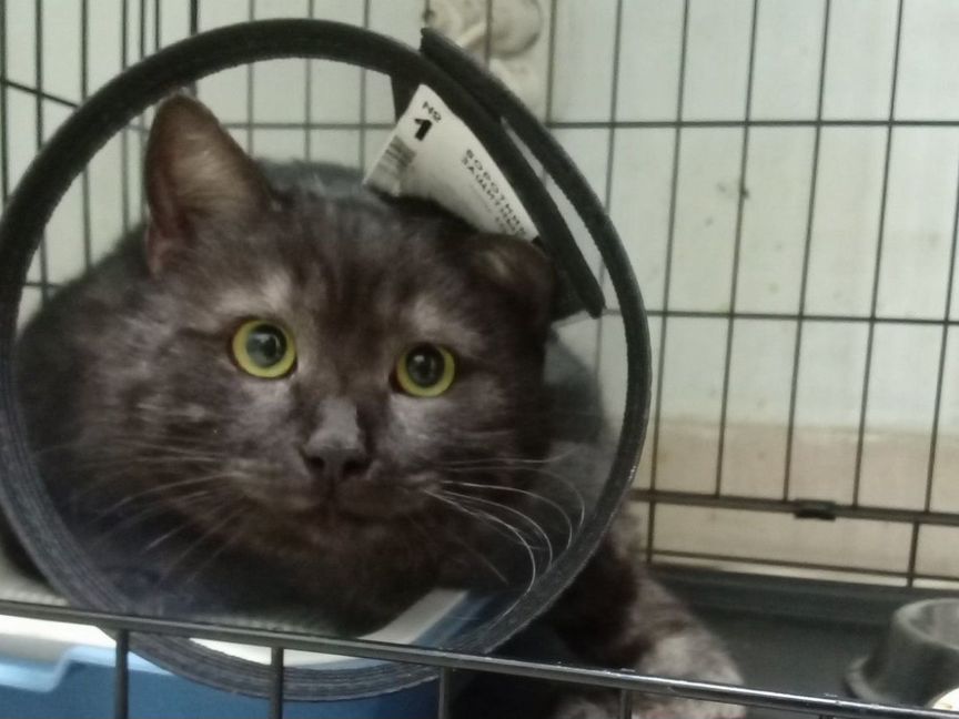 Трехлапому коту нужен добрый дом