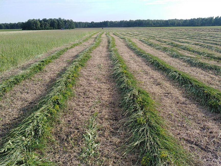 Сено большие объемы