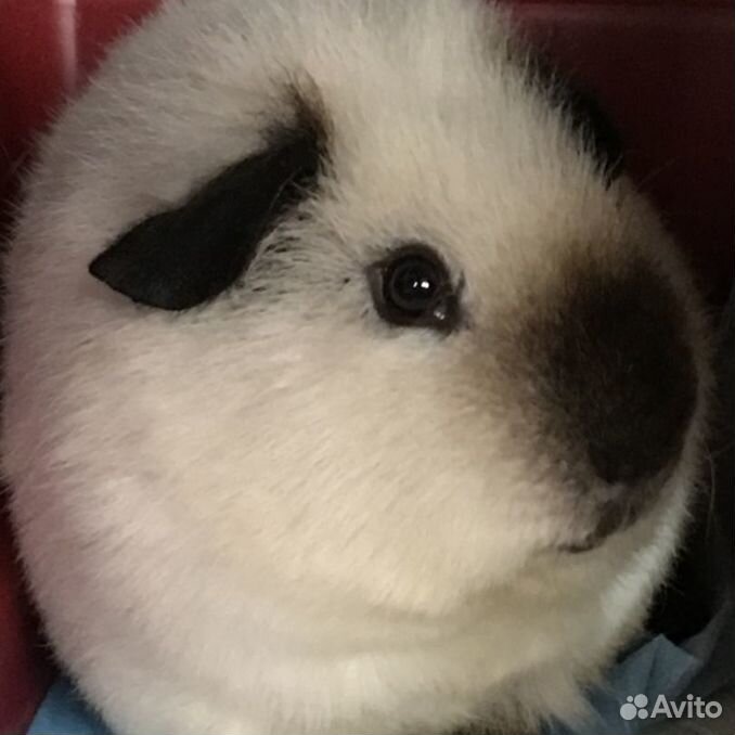 Морская Свинка калифорнийская