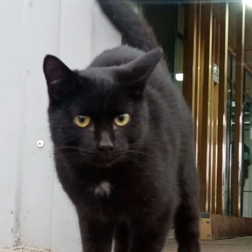 Котенок в добрые руки