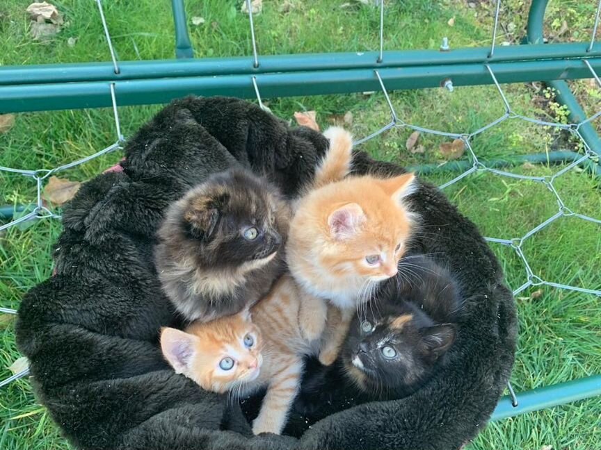 Котята в добрые руки