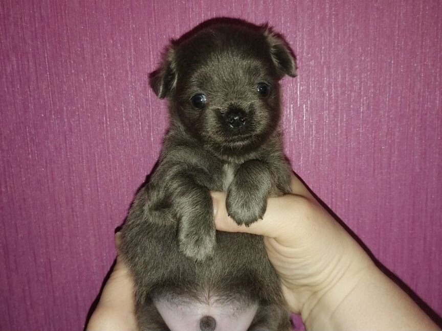 Мальчик Чихуахуа