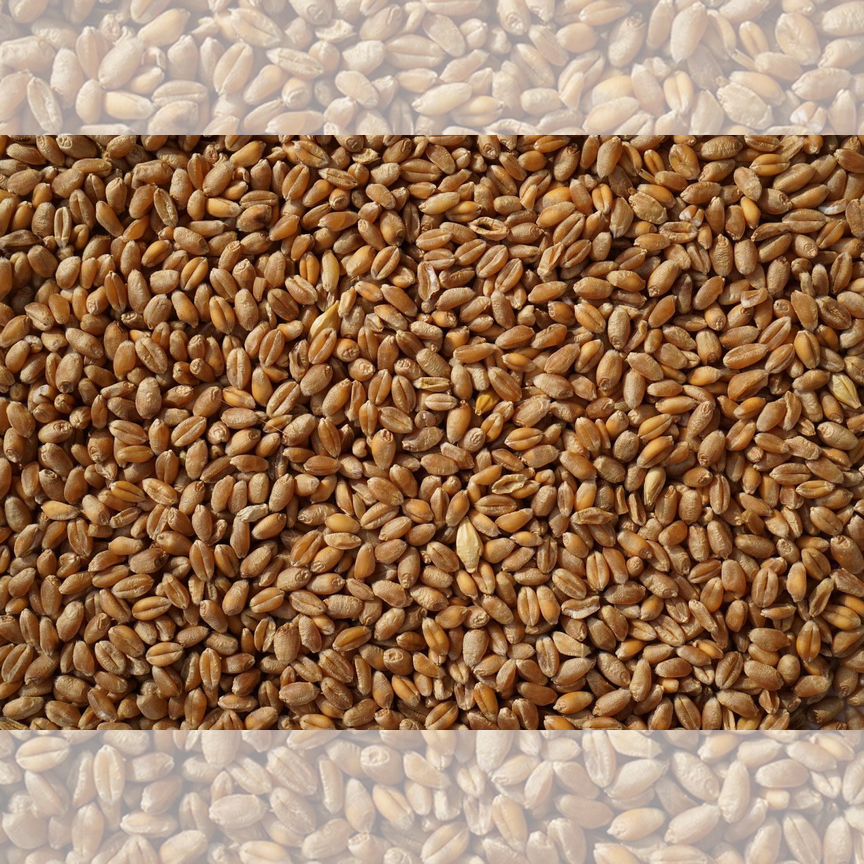 Продам пшеницу фураж