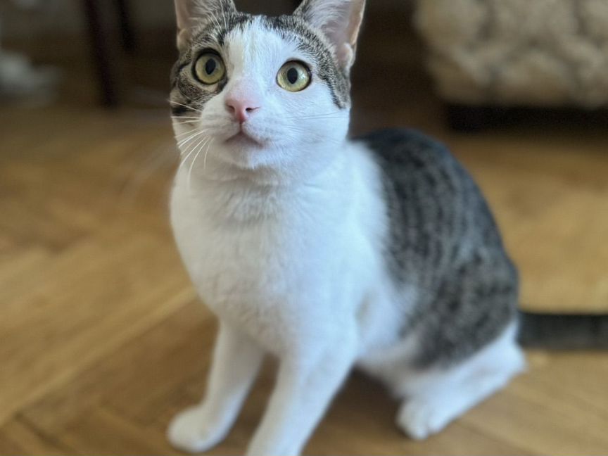 Юная кошечка Груня