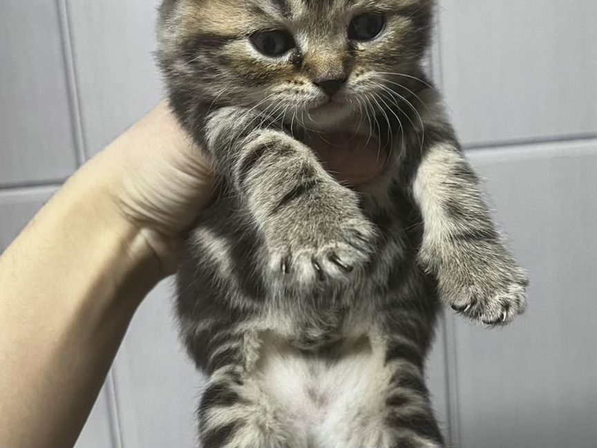 Малышк шотландских родителей