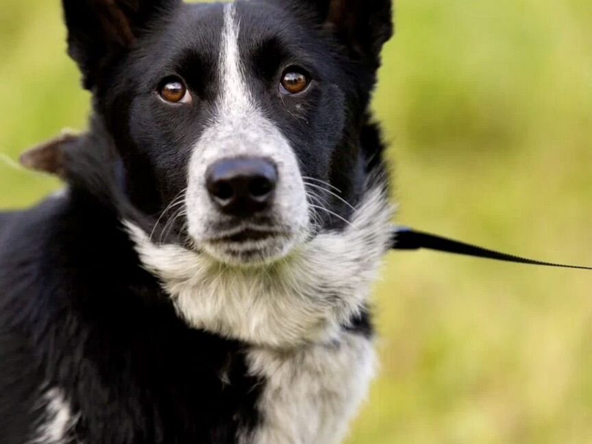 Собака в добрые руки бесплатно