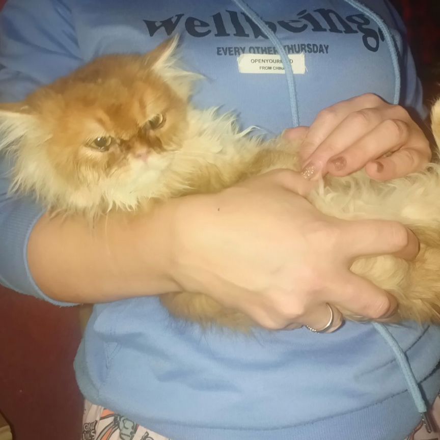 Шотландский вислоухий длинношёрстный котёнок