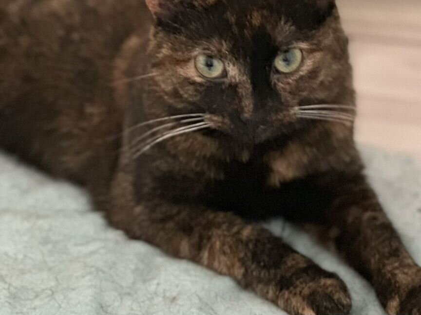 Мадам Тыковка ищет дом