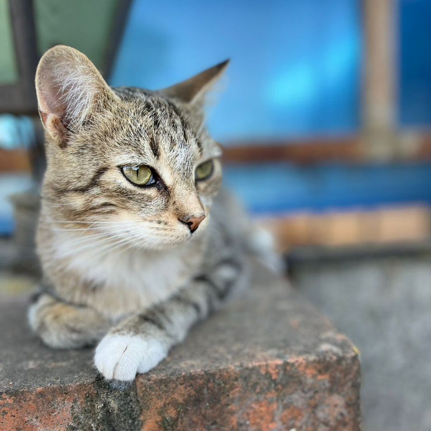 Отдам в добрые руки