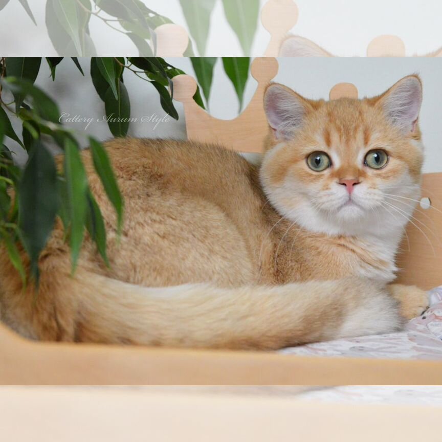 Британский короткошёрстный котёнок