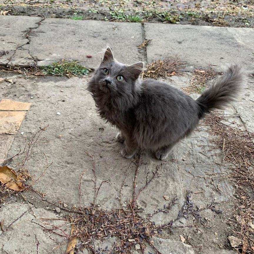 Отдам в добрые руки