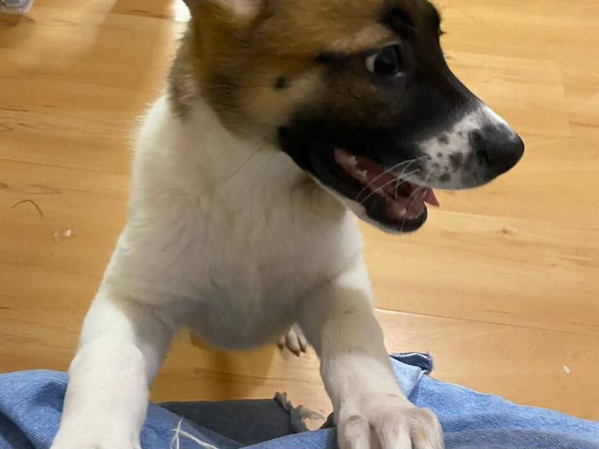 Девочка Черри ищет свой дом