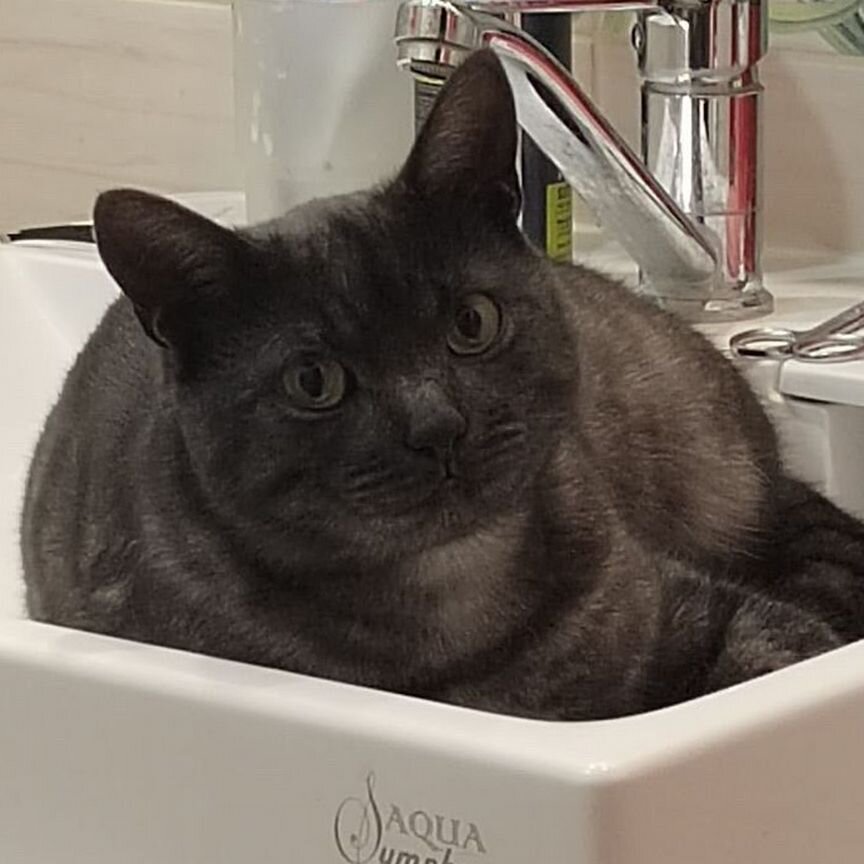 Потерялся кот