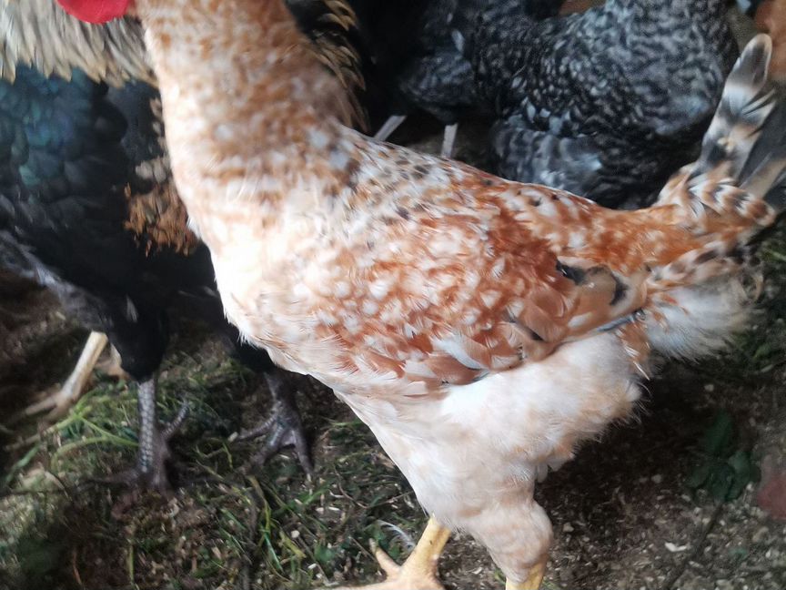 Петухи 5-6 месяцев