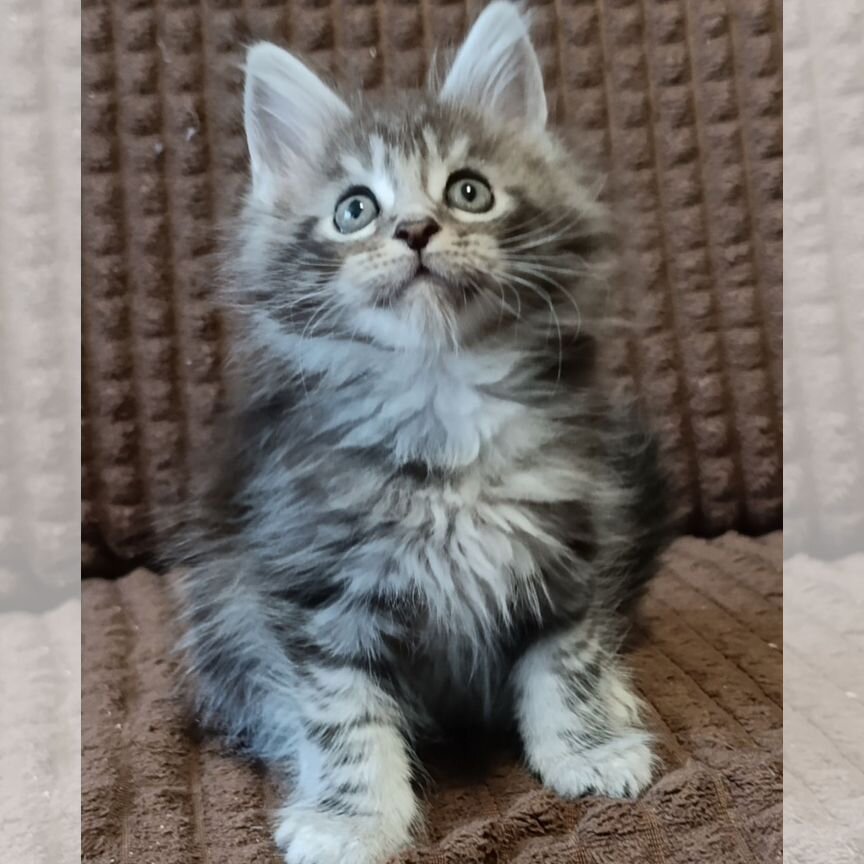 Мейн-кун котёнок