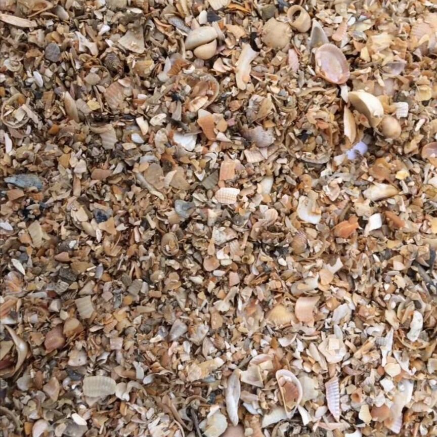 Ракушка кормовая