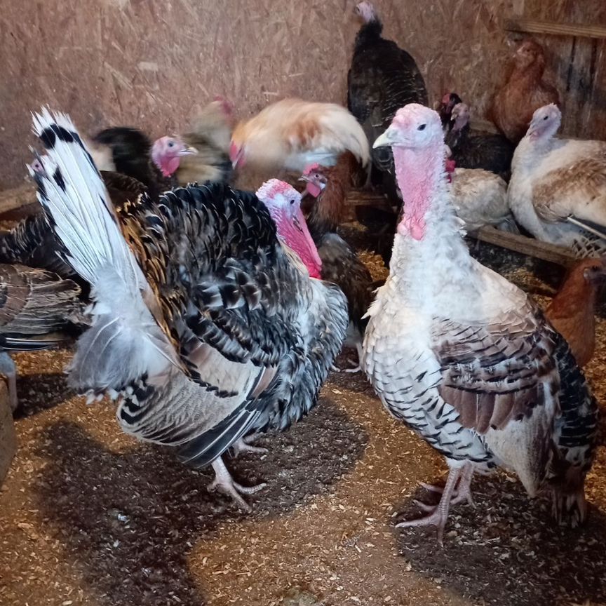 Продаю на племя индюков северокавказких