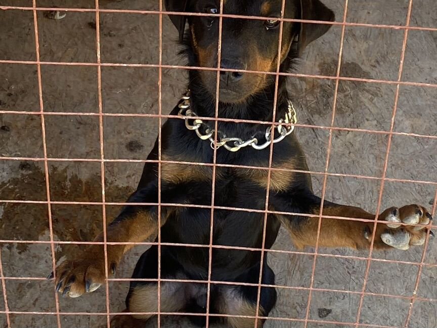 Вязка ягдтерьера