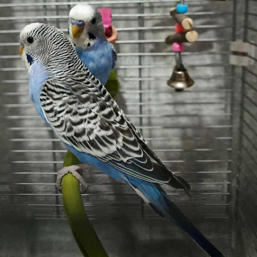 Птенец волнистого попугая