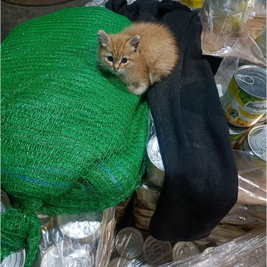 Котята в добрые руки. Бесплатно