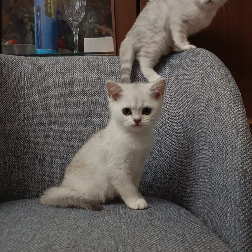 Вислоухая кошечка и прямоухий котик