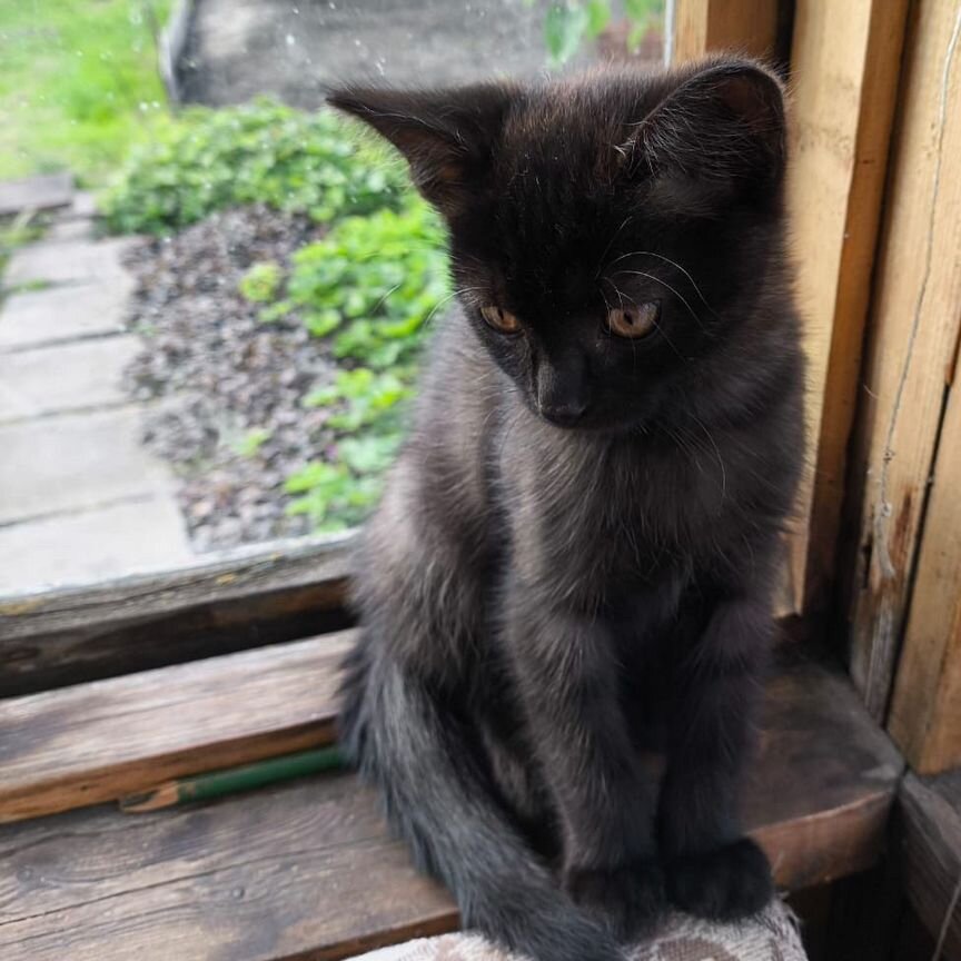 Отдам котика в добрые руки