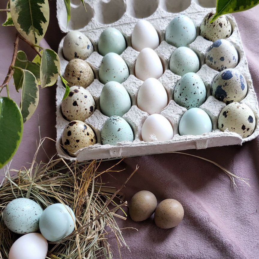 Инкубационное яйцо перепелов