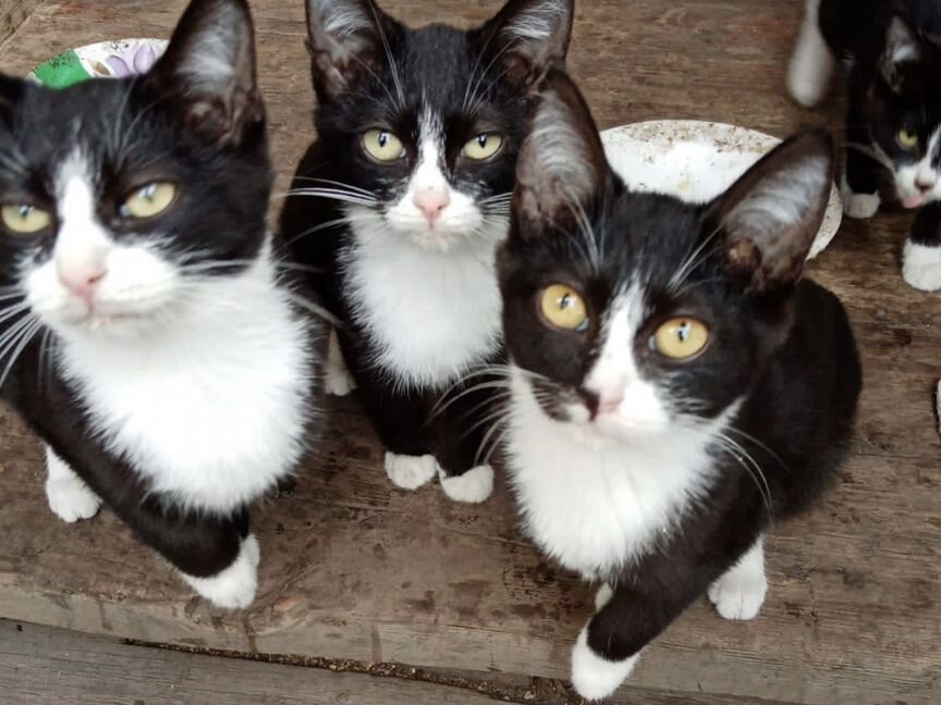 Котята живут в садах