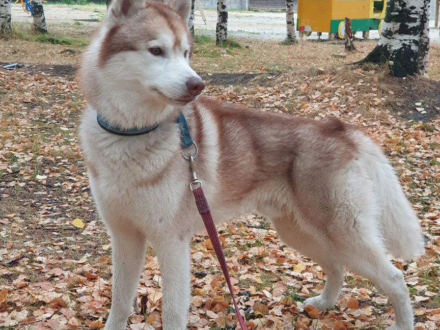 Сибирский хаски вязка