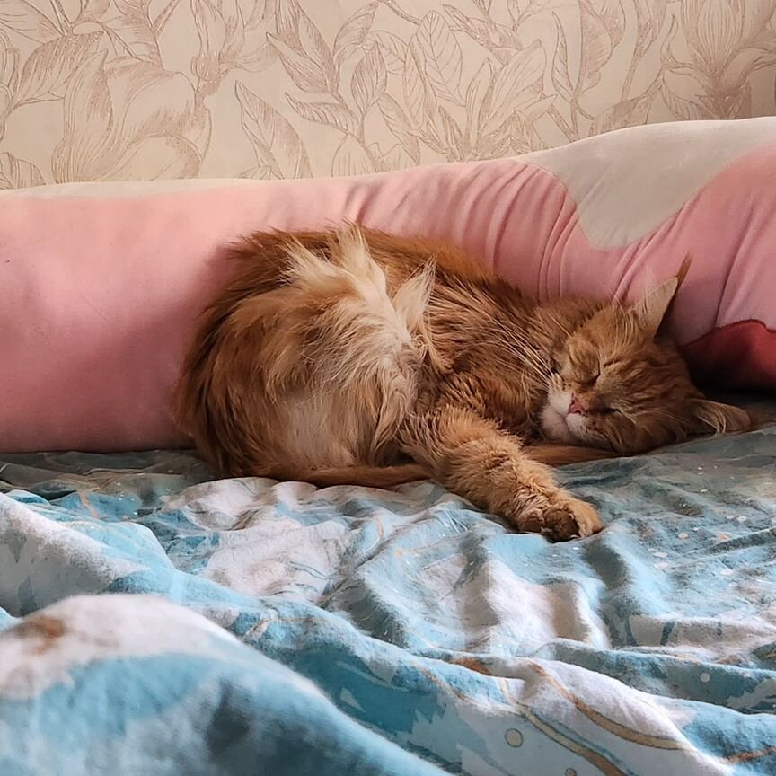 Майкун кошка