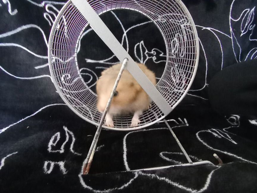 Вещи для хомяка