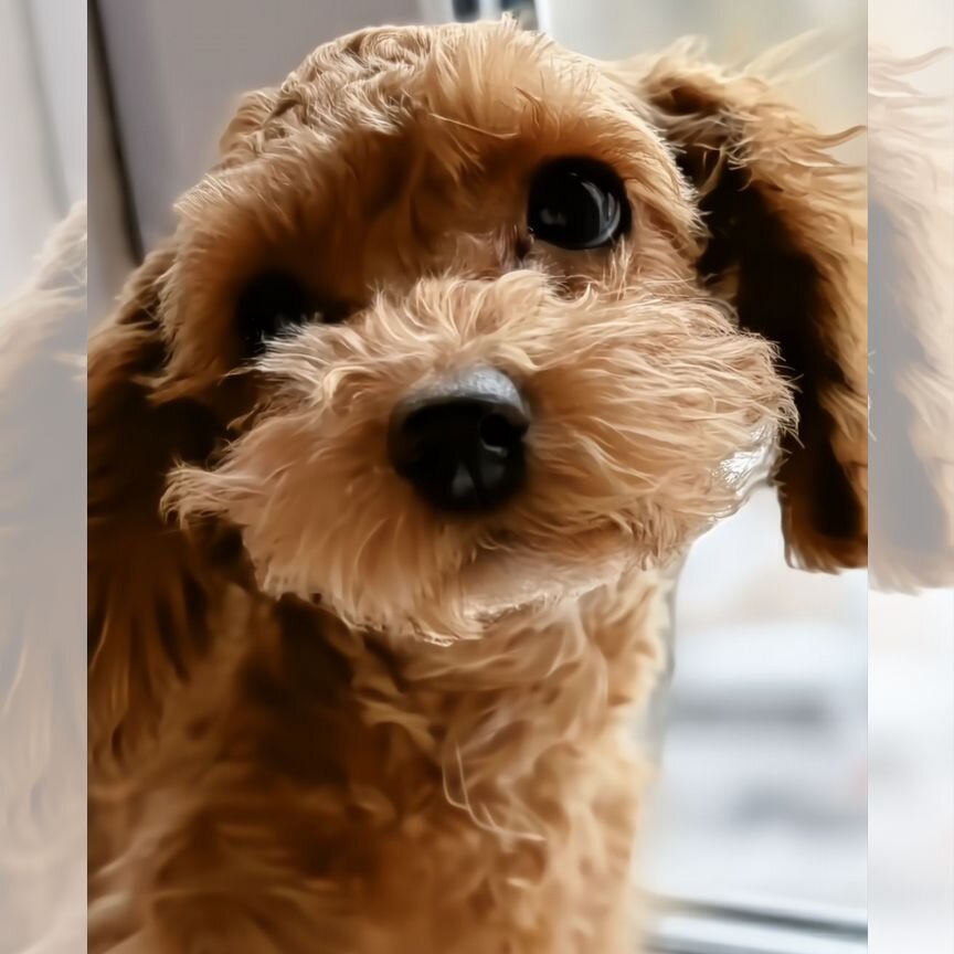 Мальтипу, щенок