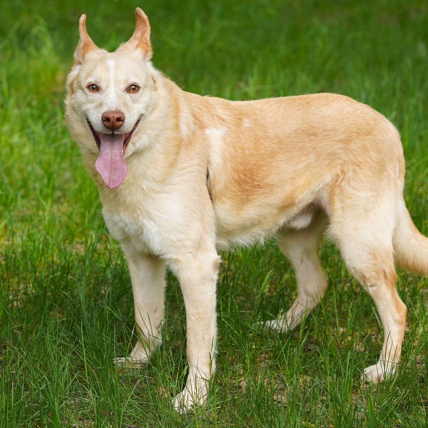 Собака в добрые руки