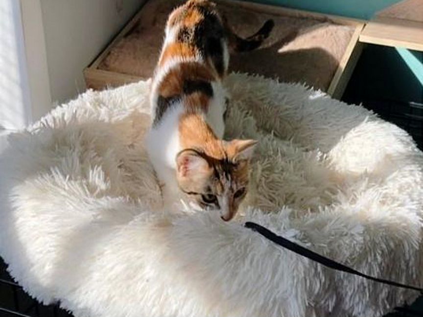 Кошка в добрые руки