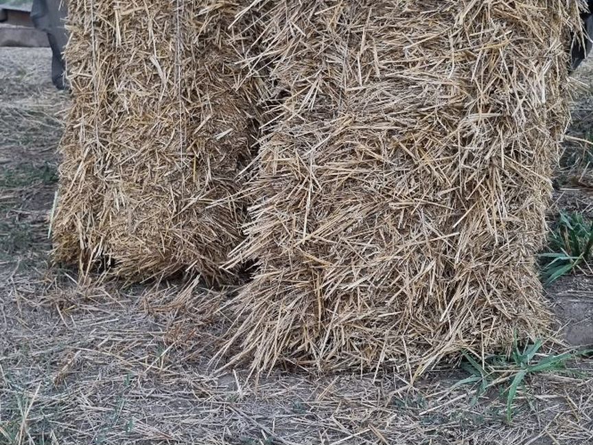 Пшеничная солома в тюках