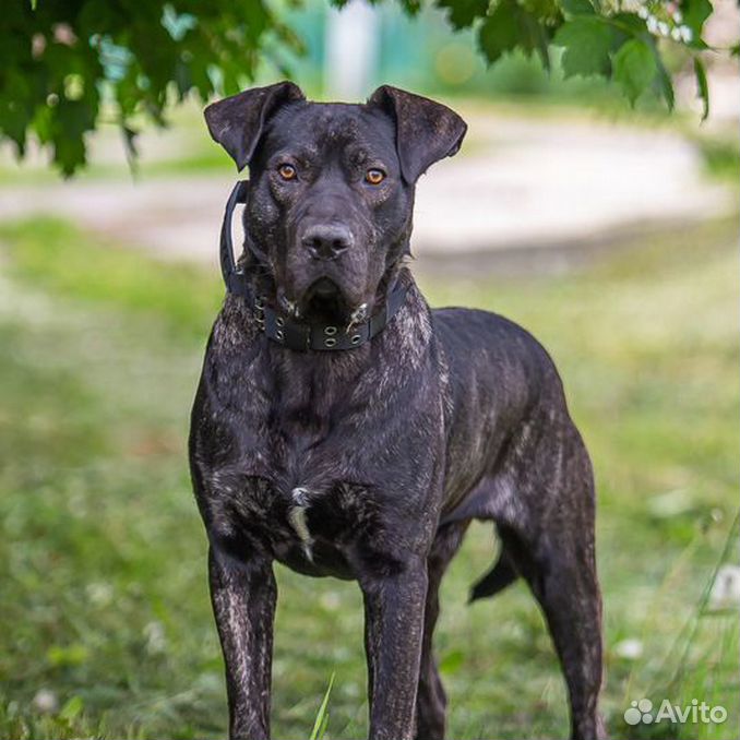 Молодой кобель породы алано эспаньол Донни в дар