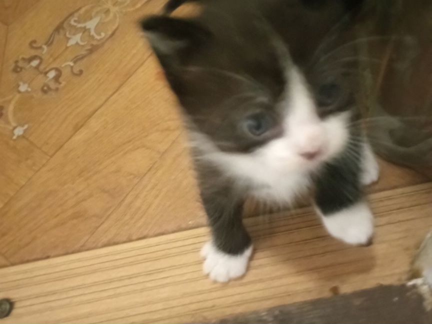 Котенок
