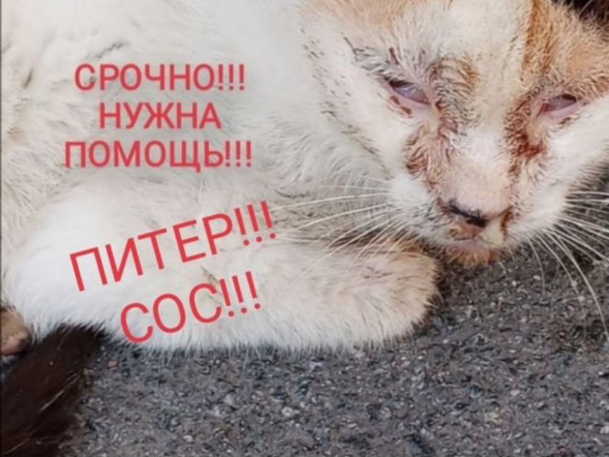 Погибает кошка. Нужен, кто её заберёт и будет лечи