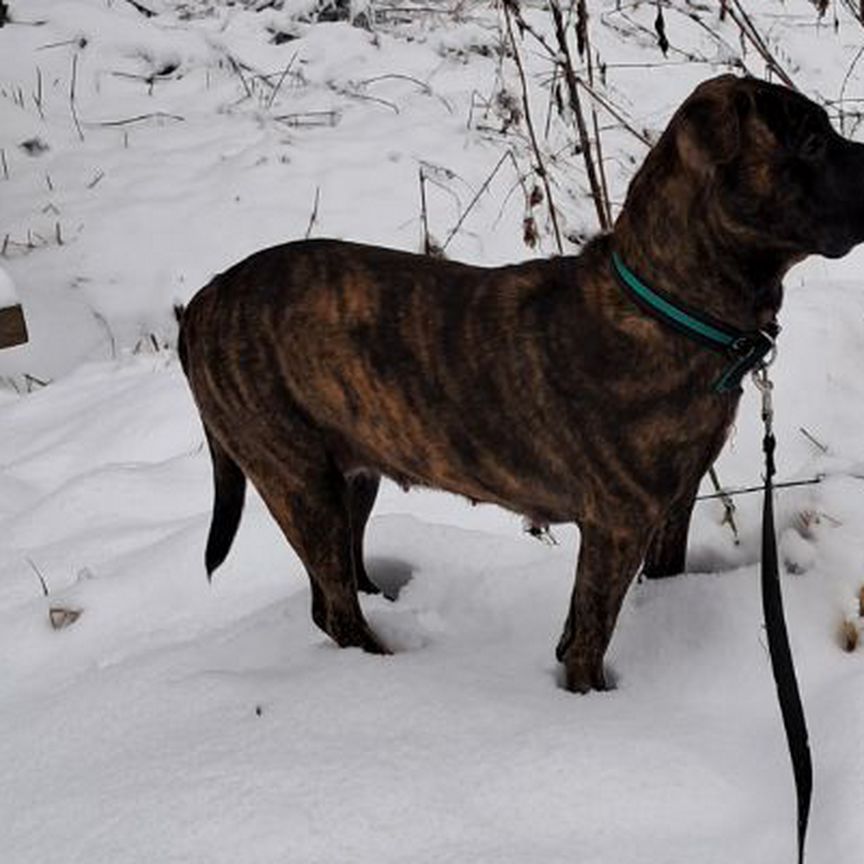 Бультерьер, щенок